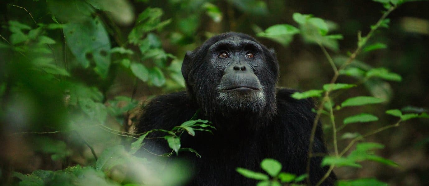Uganda Tours: Land of the Primates - Exoticca