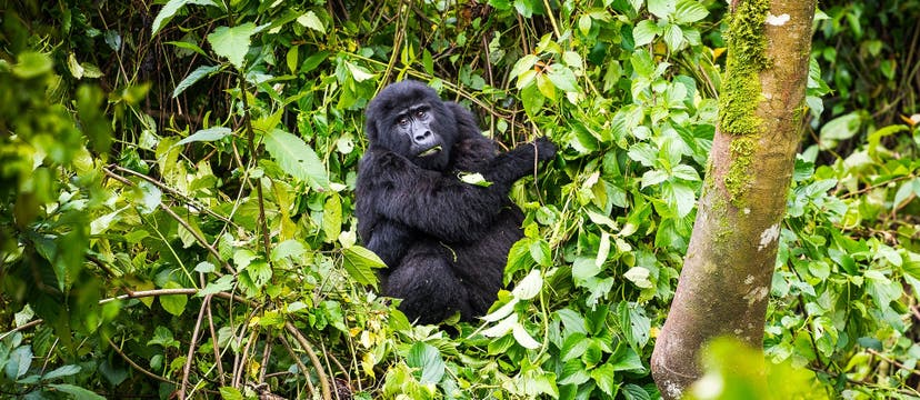 Uganda & Tanzania Tours: Land of the Primates & All Inc. Zanzibar ...