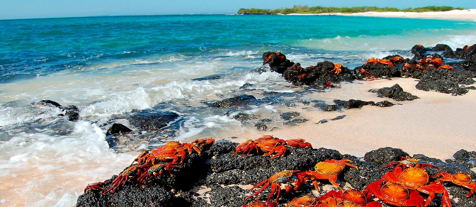 Amazon & Island Hopping in Galapagos