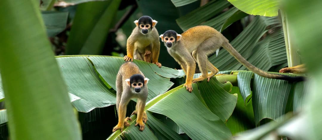 All of Peru: from the Amazon to the desert