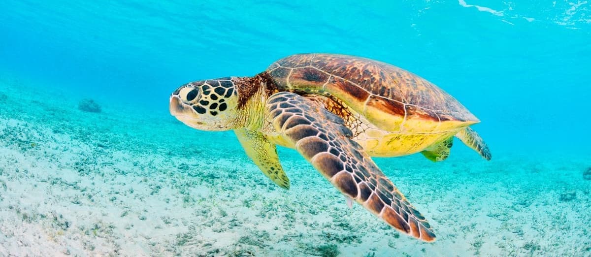 29-Day South America Tour: Machu Picchu, Amazon Rainforest & Galápagos