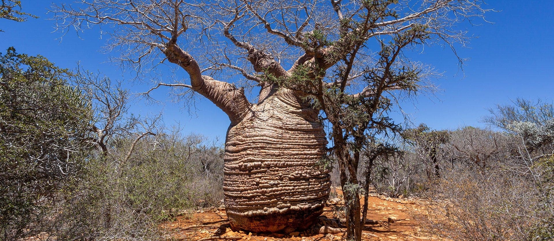 Lemurs, baobabs & Malagasy coast