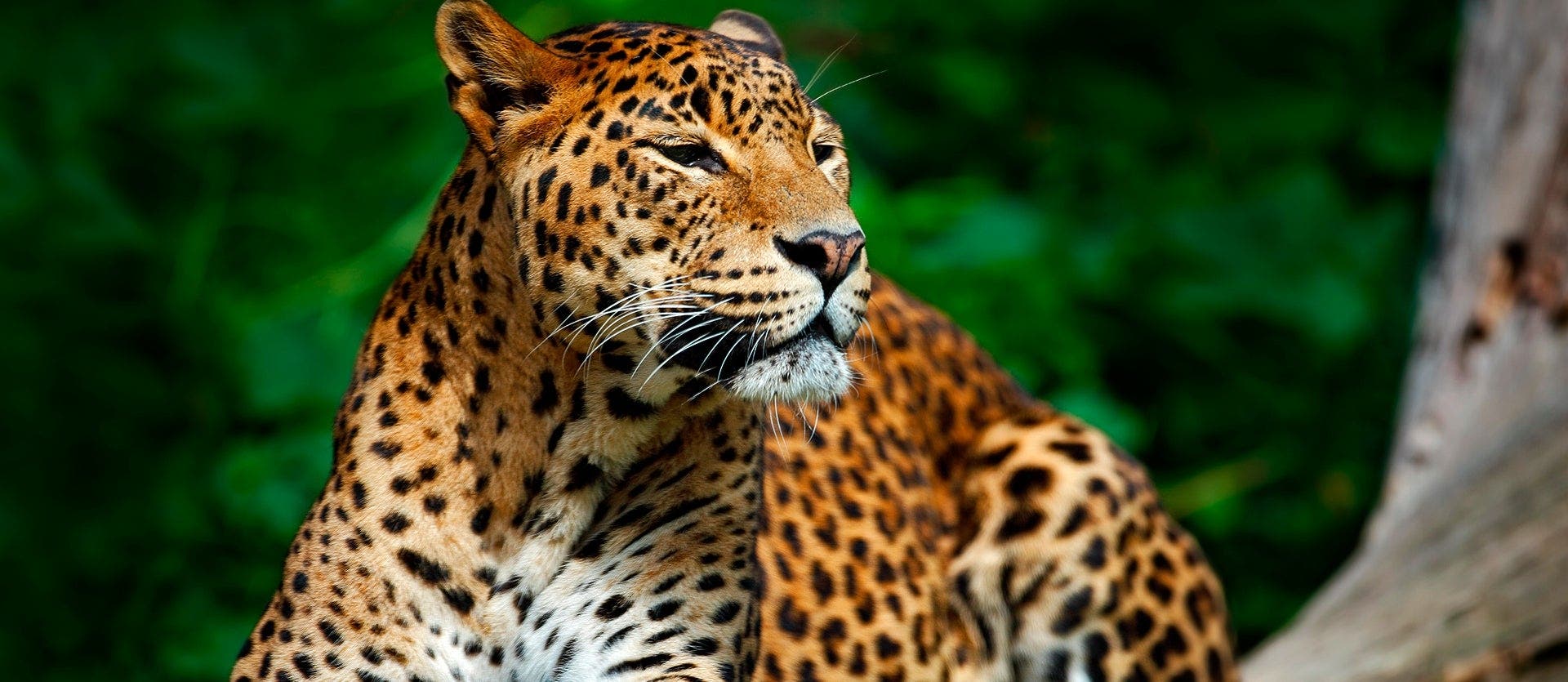 Montañas, safaris y playas de Sri Lanka