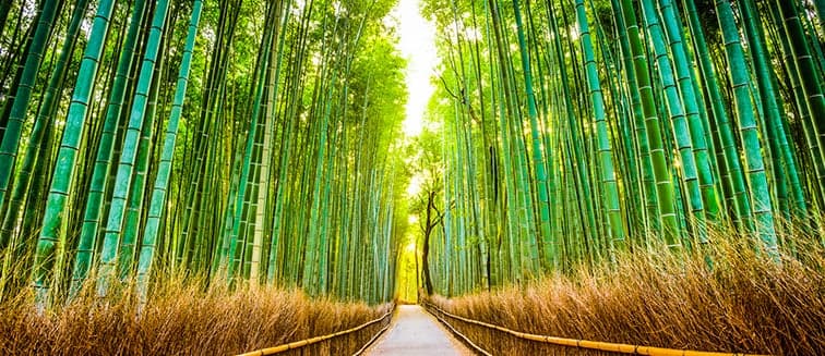 Japan Holiday Packages & Tours All Inclusive | Exoticca