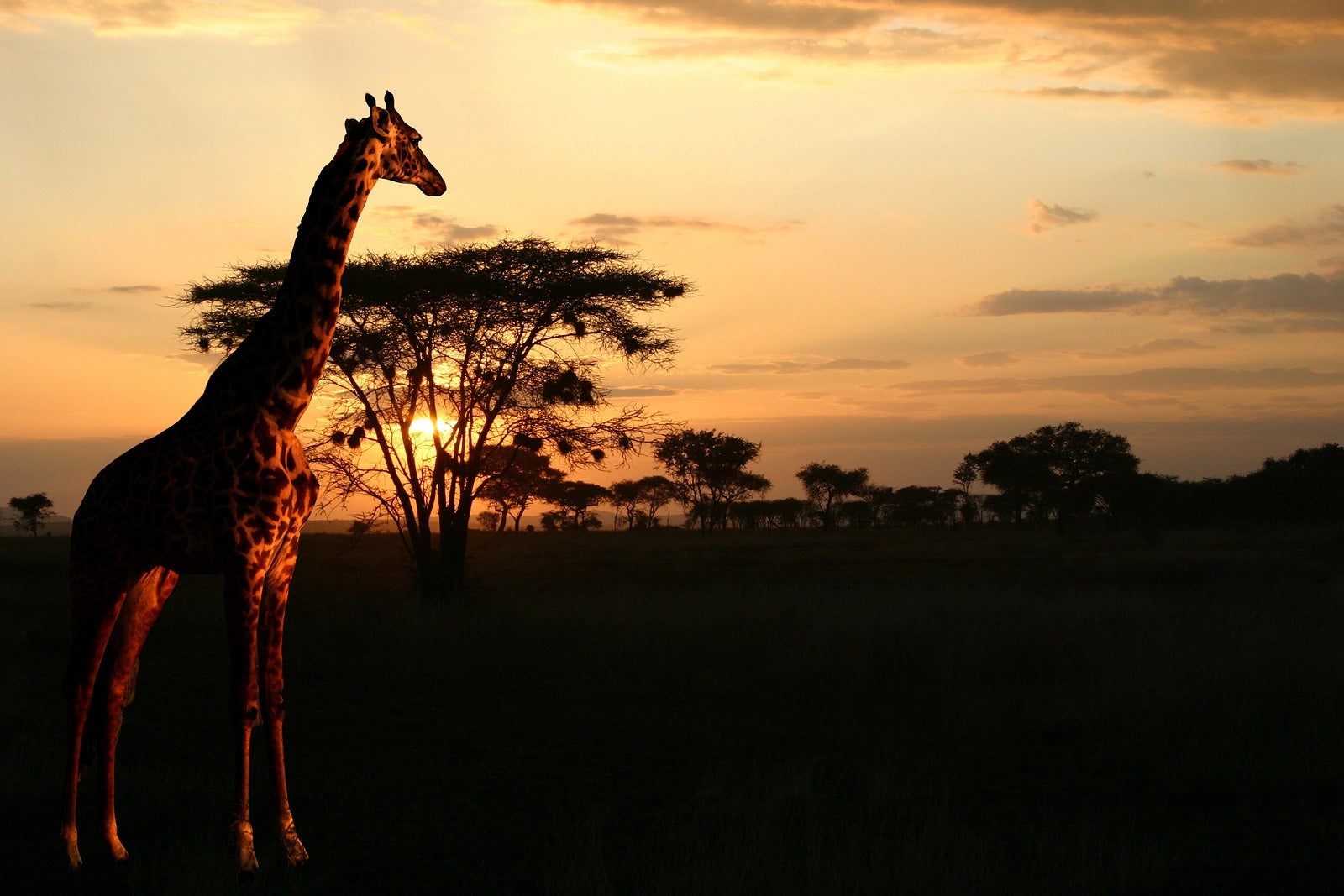 Die Top 5 Safaris in Afrika - Exoticca Blog