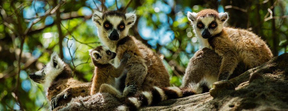 Madagascar Travel Guide: Interesting facts about Madagascar - Exoticca Blog