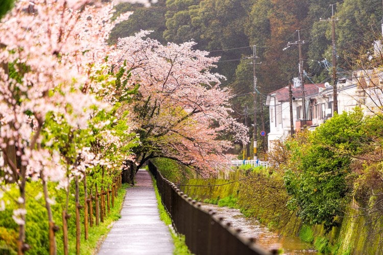 Japan in April 2026: Cherry Blossoms, Festivals and Travel Guide ...