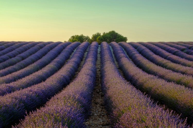 Lavender Bloom in France: June and July 2026 - Exoticca Blog